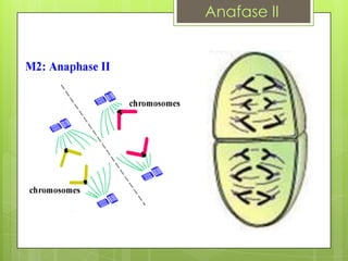 Meiosis ii | PPT