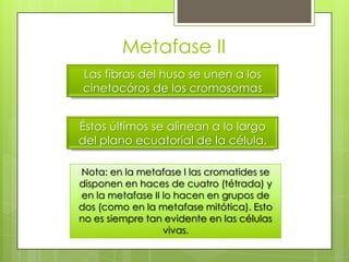 Meiosis ii (biologia) | PPTX