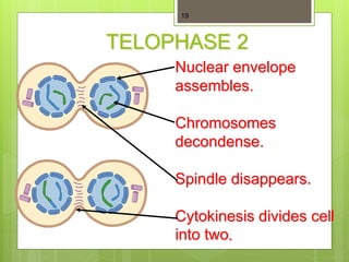 Meiosis in eukaryotic cells | PPTX