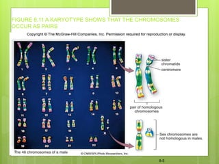 Meiosis in eukaryotic cells | PPTX