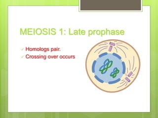 Meiosis in eukaryotic cells | PPT