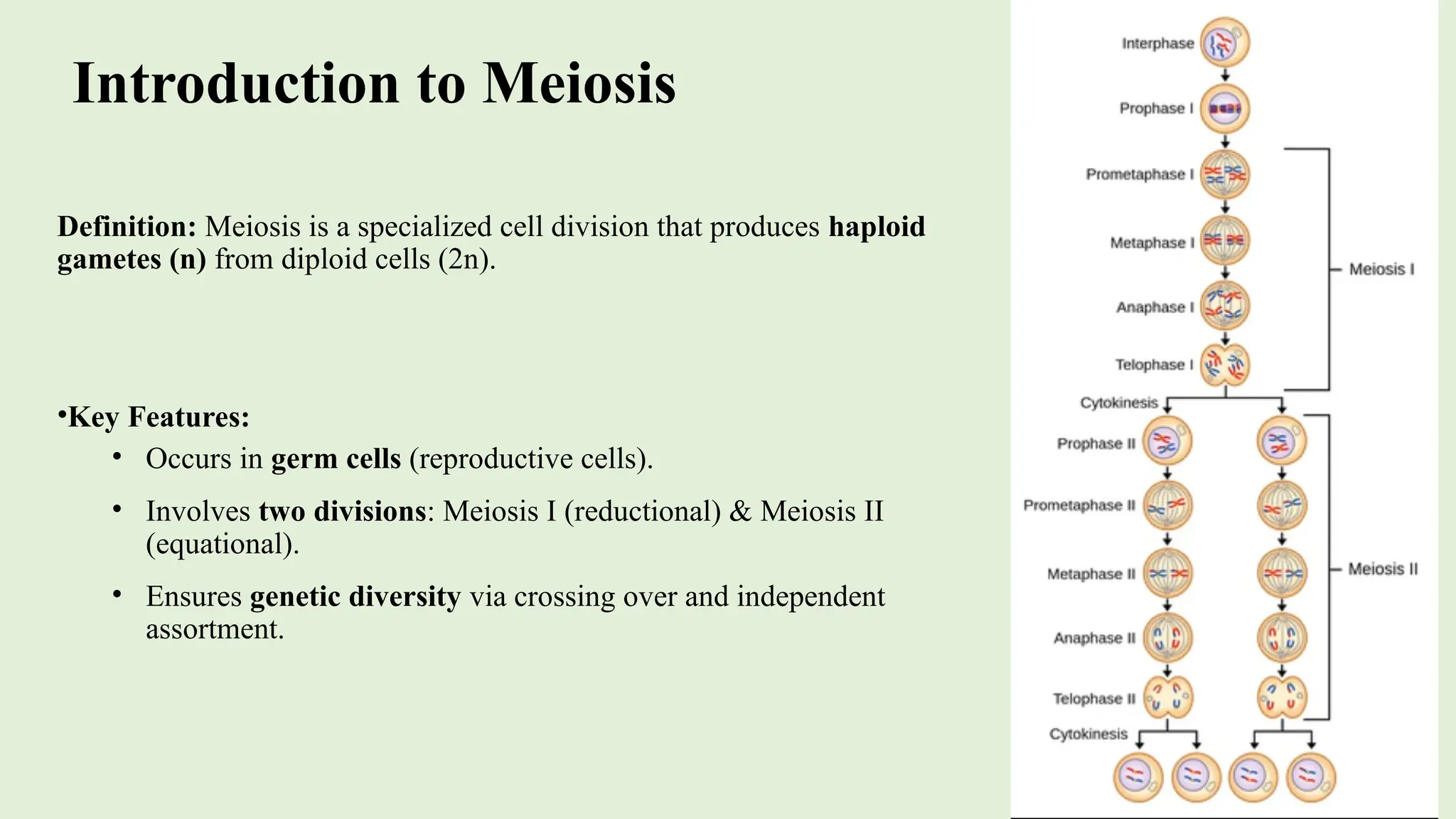 Meiosis I Reductional division biology.pptx