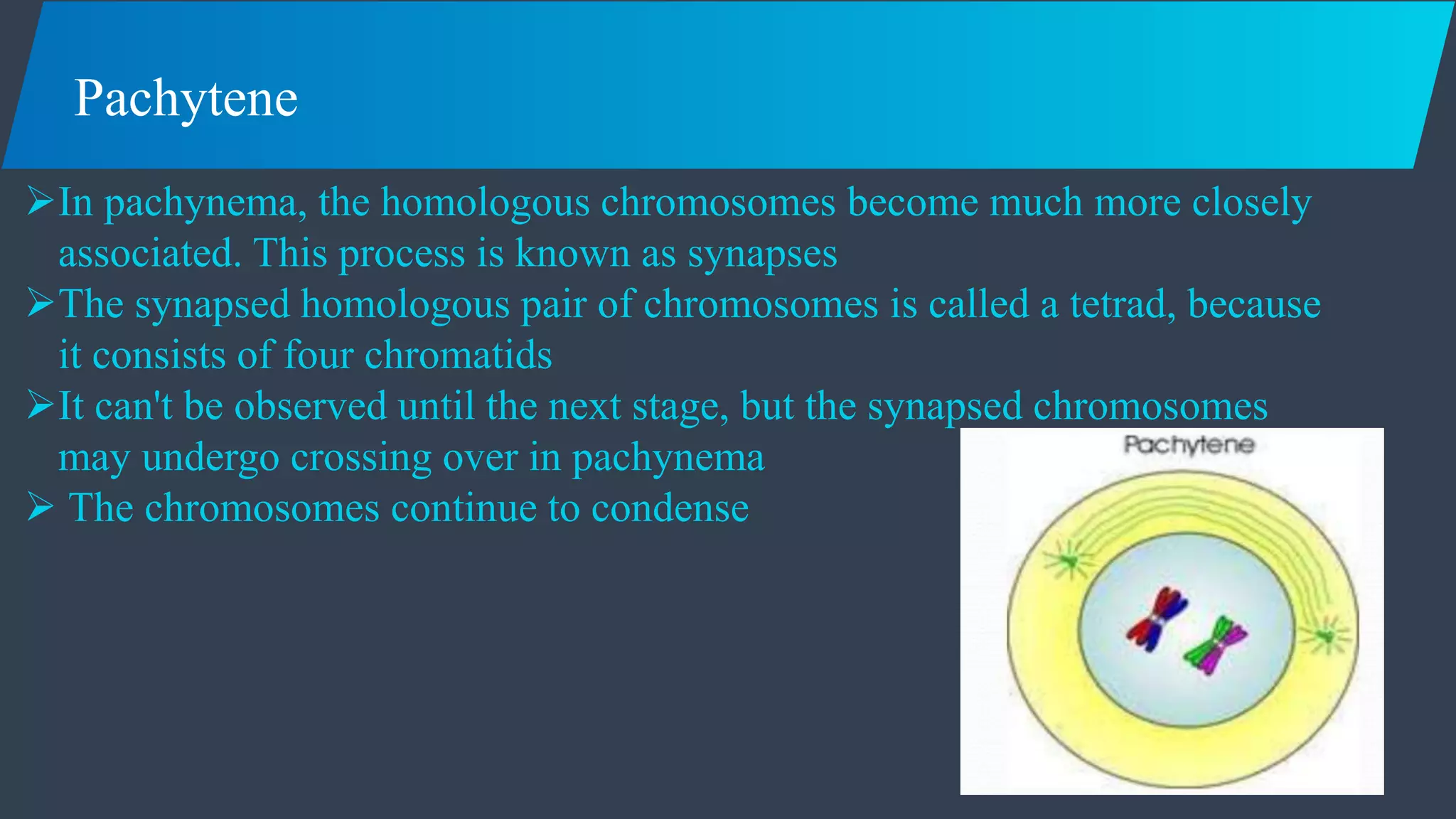 Meiosis I only | PPT
