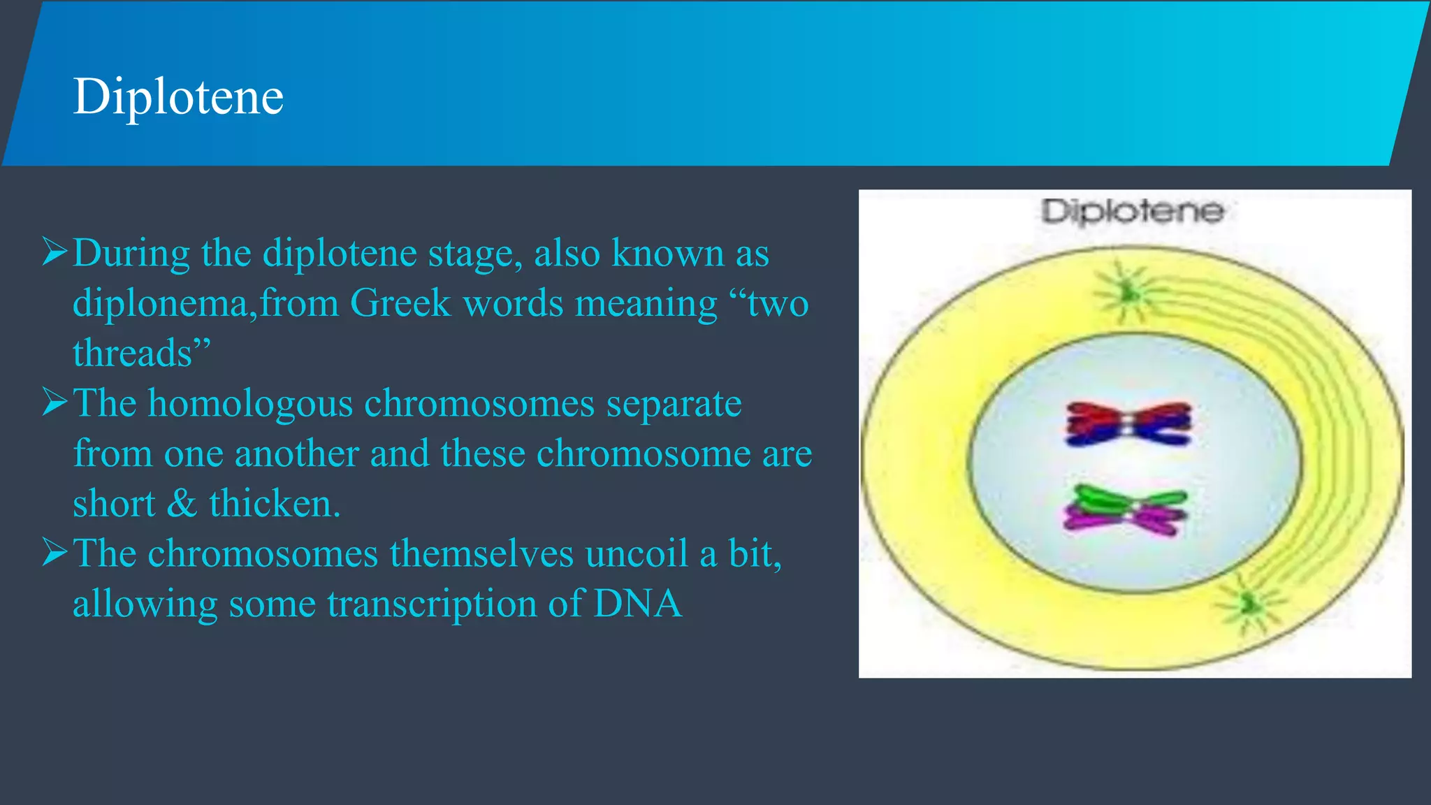 Meiosis I only | PPT