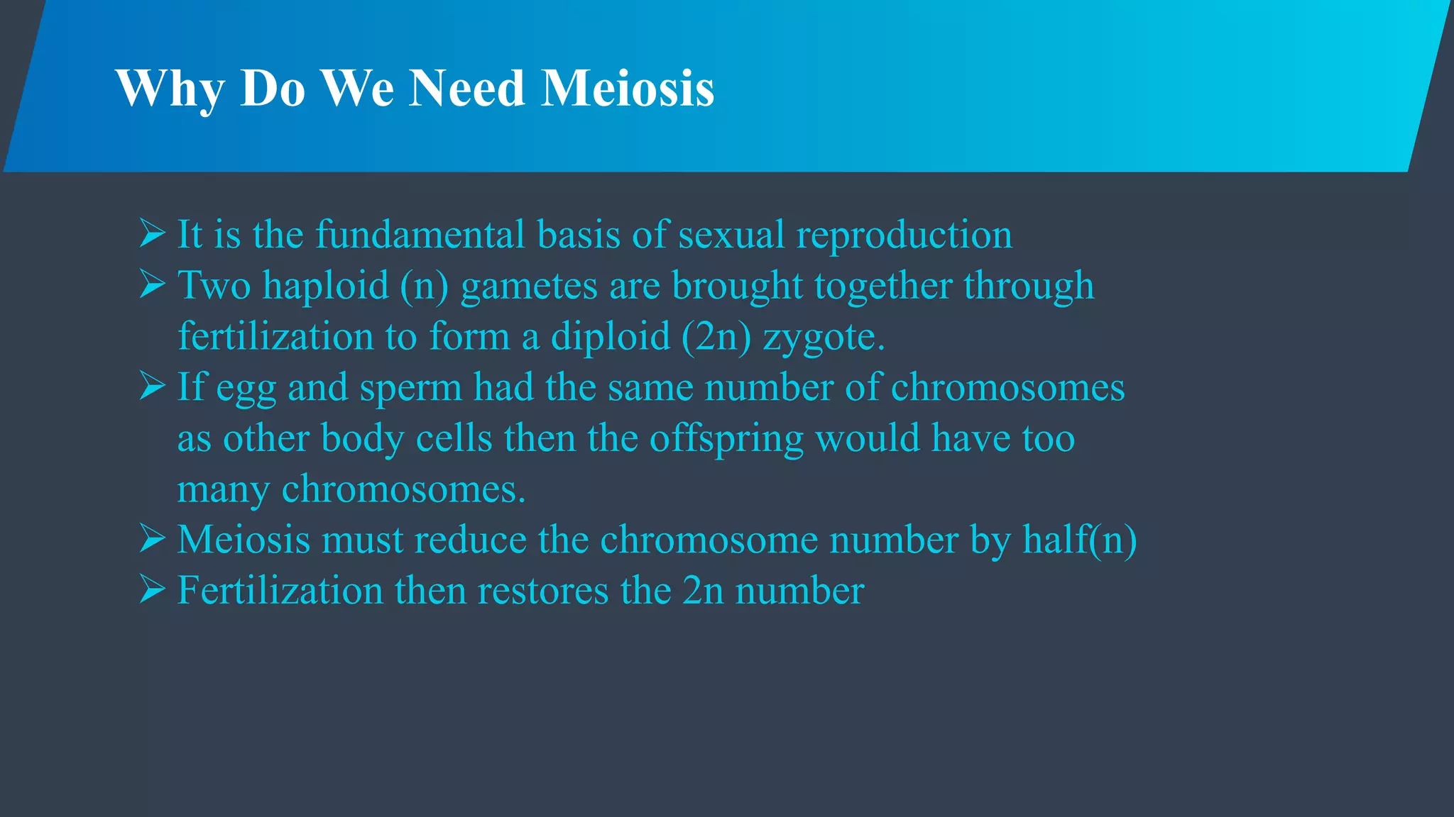 Meiosis I only | PPT