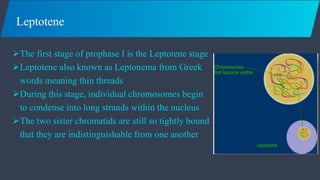 Meiosis I only | PPT