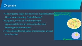 Meiosis I only | PPT