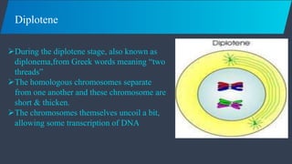 Meiosis I only | PPT