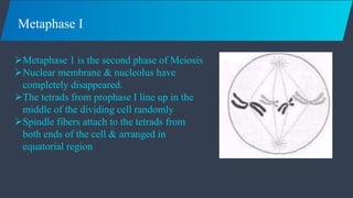 Meiosis I only | PPT