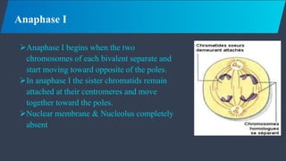 Meiosis I only | PPT