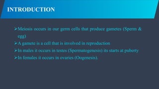 Meiosis I only | PPT