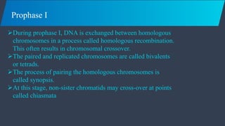 Meiosis I only | PPT