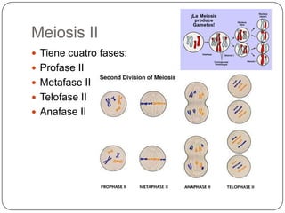Meiosis i y ii | PPTX