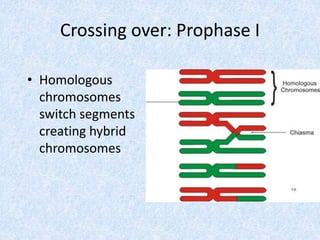 Meiosis Lab | PPTX