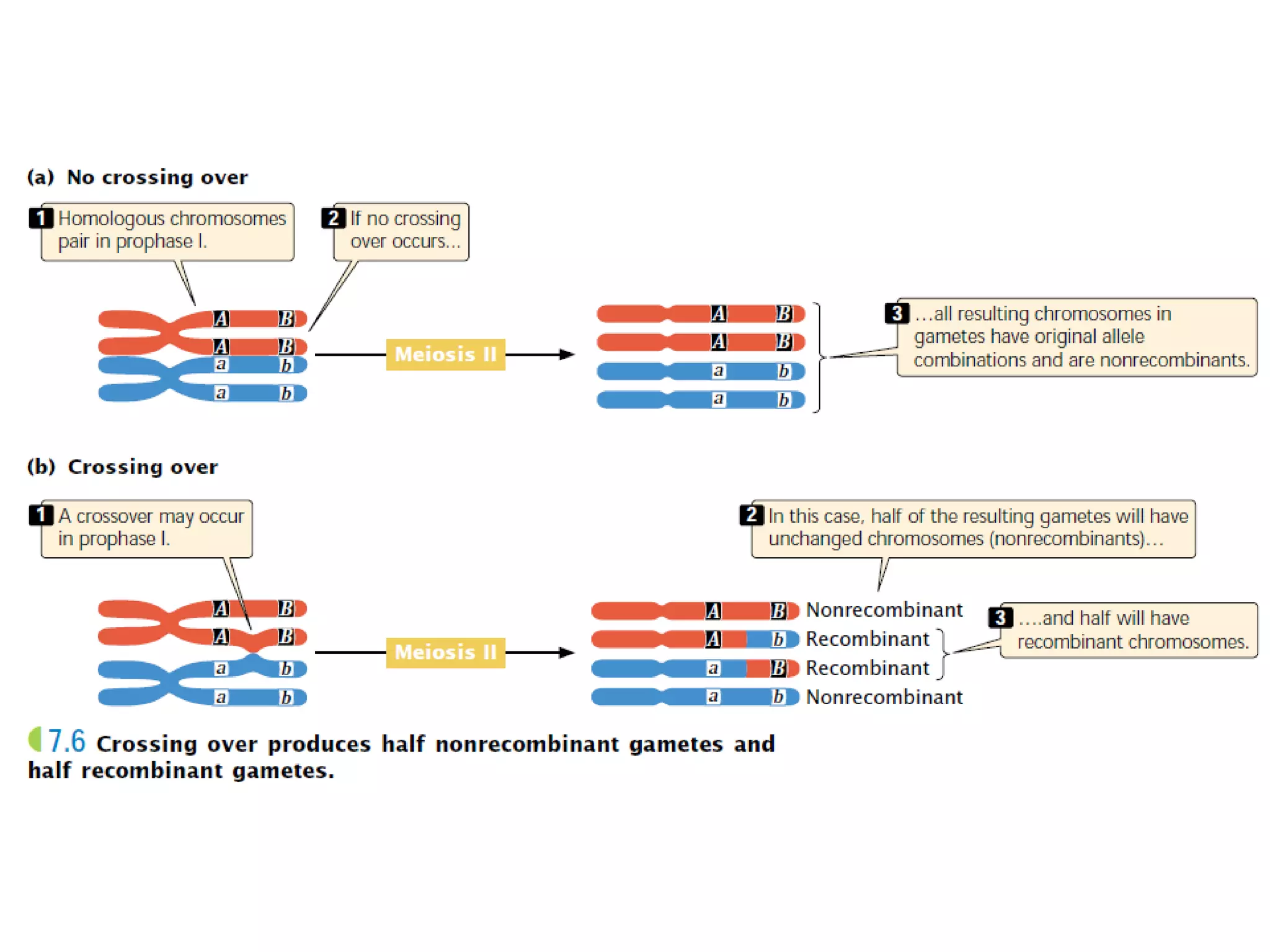 Meiosis, linkage and crossing over | PPT