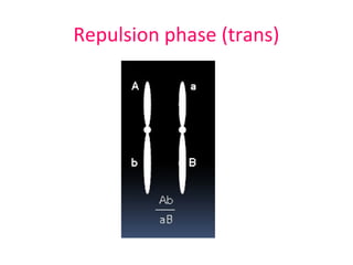 Meiosis, linkage and crossing over | PPT