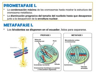 Que es la meosis, Fases mitoticas, subfaaes. | PPTX