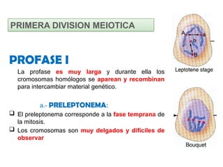 Que es la meosis, Fases mitoticas, subfaaes. | PPTX