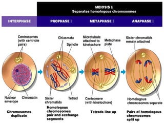 Comprehensive Overview of Meiosis: Stages, Genetic Variation, and ...