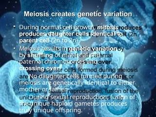 Comprehensive Overview of Meiosis: Stages, Genetic Variation, and ...