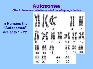 Meiosis n mitosis in cells (Microbiology).ppt