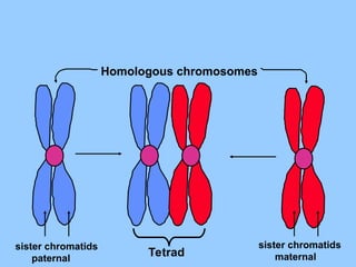Meiosis n mitosis in cells (Microbiology).ppt