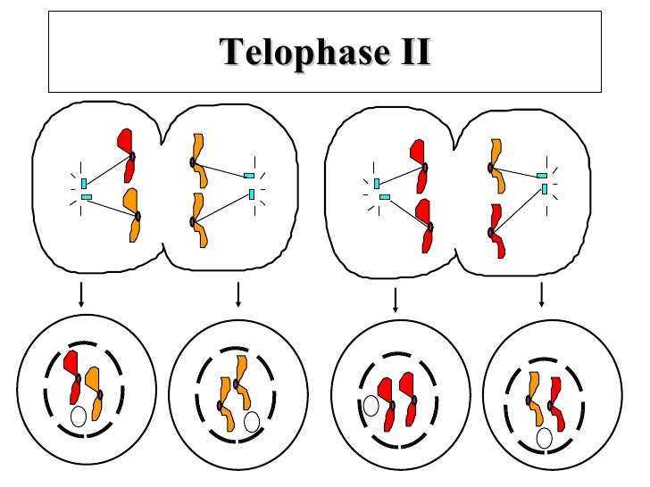 Telophase Diagram