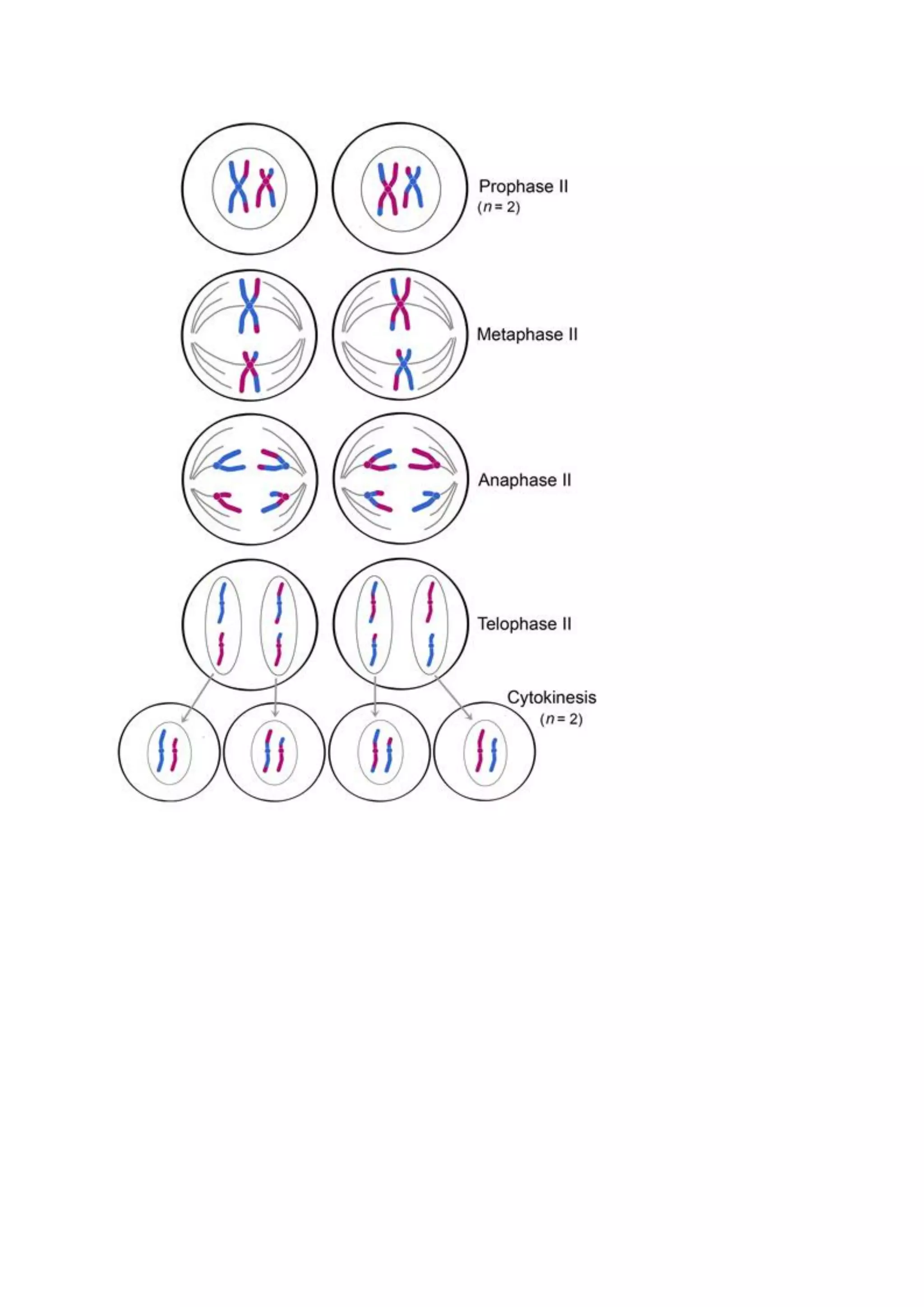 Meiosis | PDF