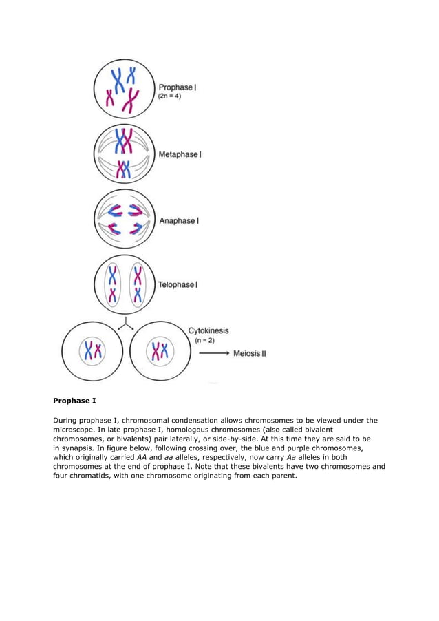 Meiosis | PDF