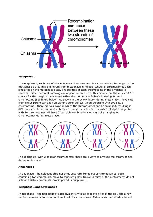 Meiosis | PDF