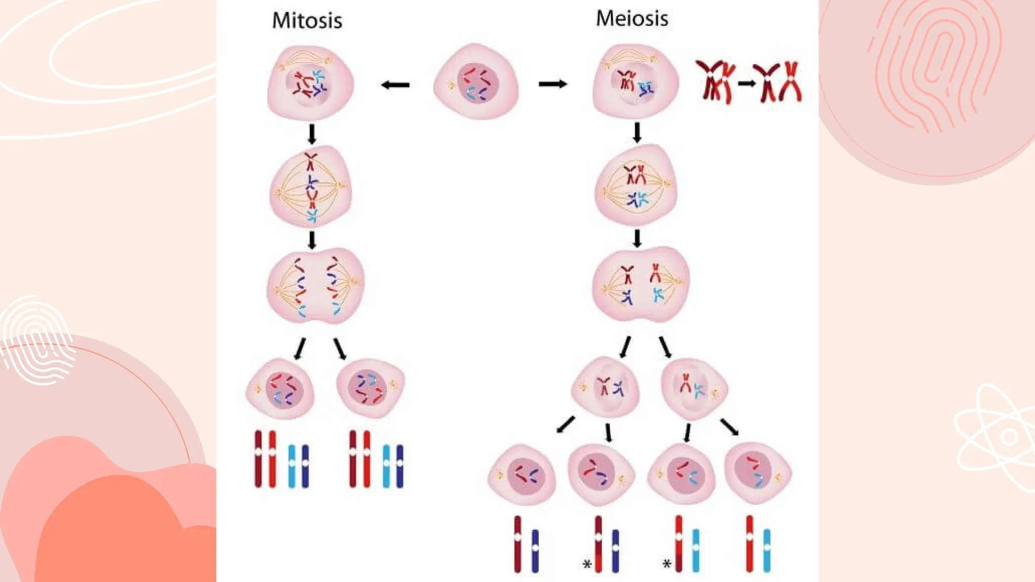 Meiosis Notes Slides biology powerpoint.pptx