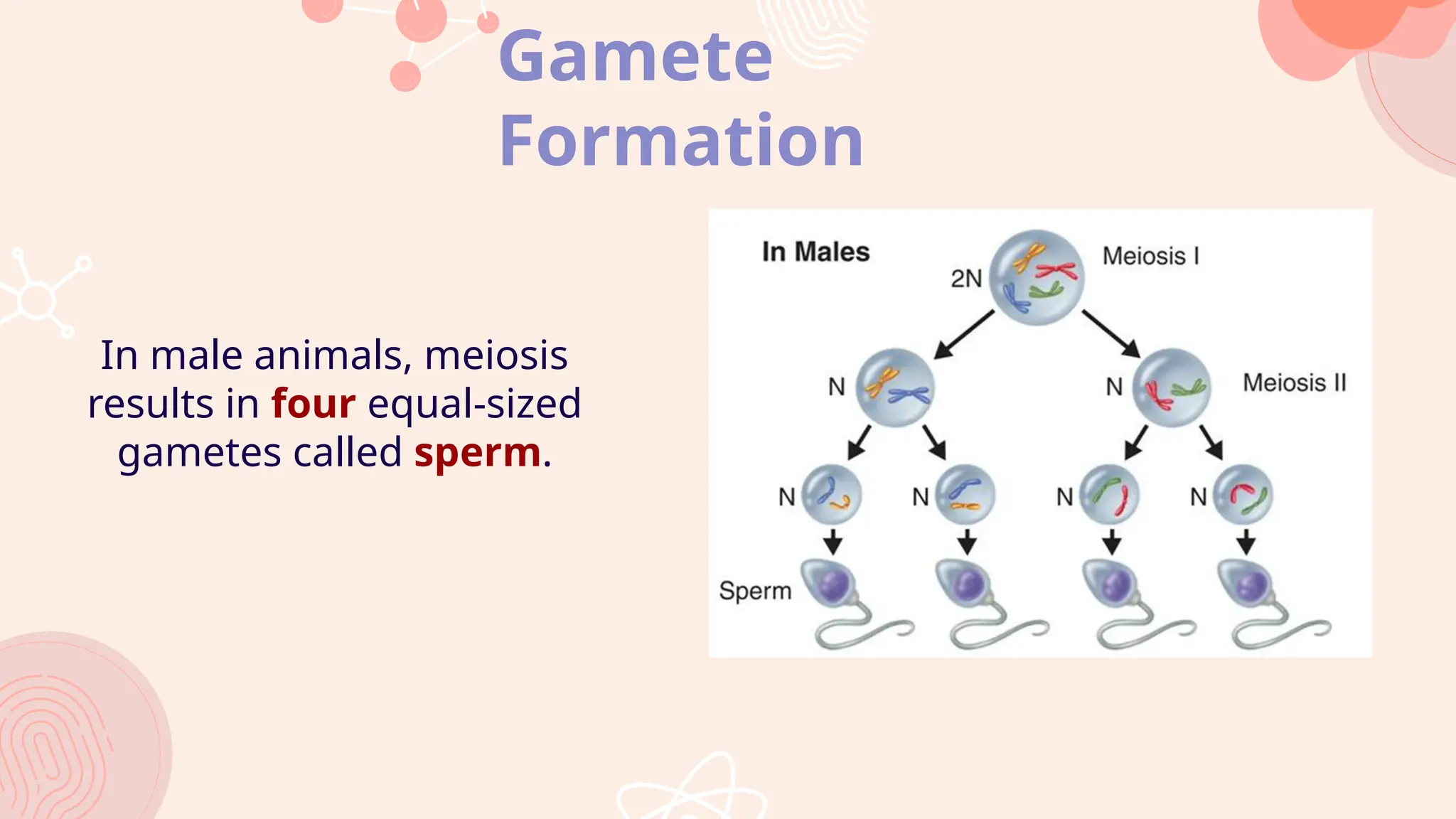 Meiosis Notes Slides biology powerpoint.pptx