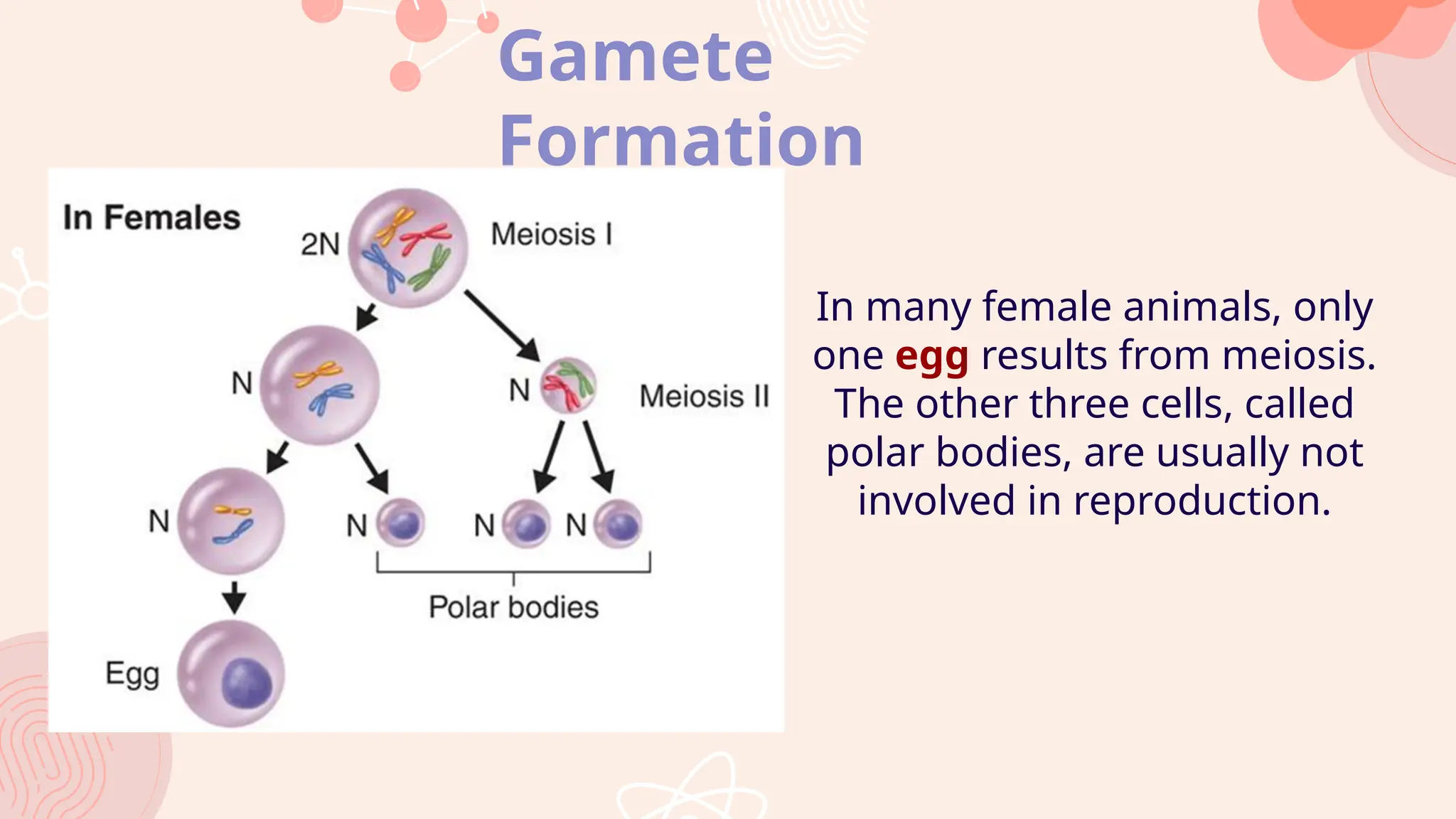 Meiosis Notes Slides biology powerpoint.pptx