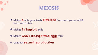 Meiosis Notes Slides biology powerpoint.pptx