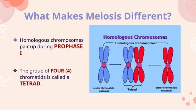 Meiosis Notes Slides biology powerpoint.pptx
