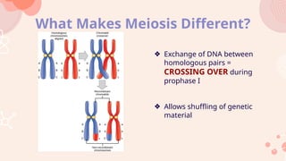 Meiosis Notes Slides biology powerpoint.pptx