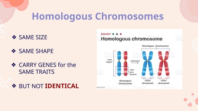 Meiosis Notes Slides biology powerpoint.pptx