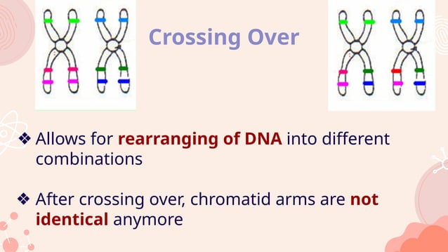 Meiosis Notes Slides biology powerpoint.pptx