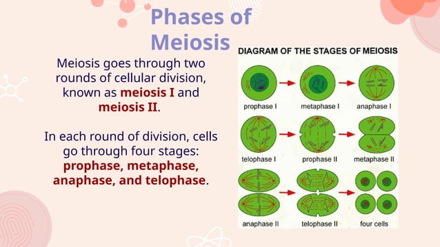 Meiosis Notes Slides biology powerpoint.pptx