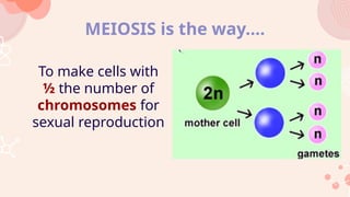 Meiosis Notes Slides biology powerpoint.pptx
