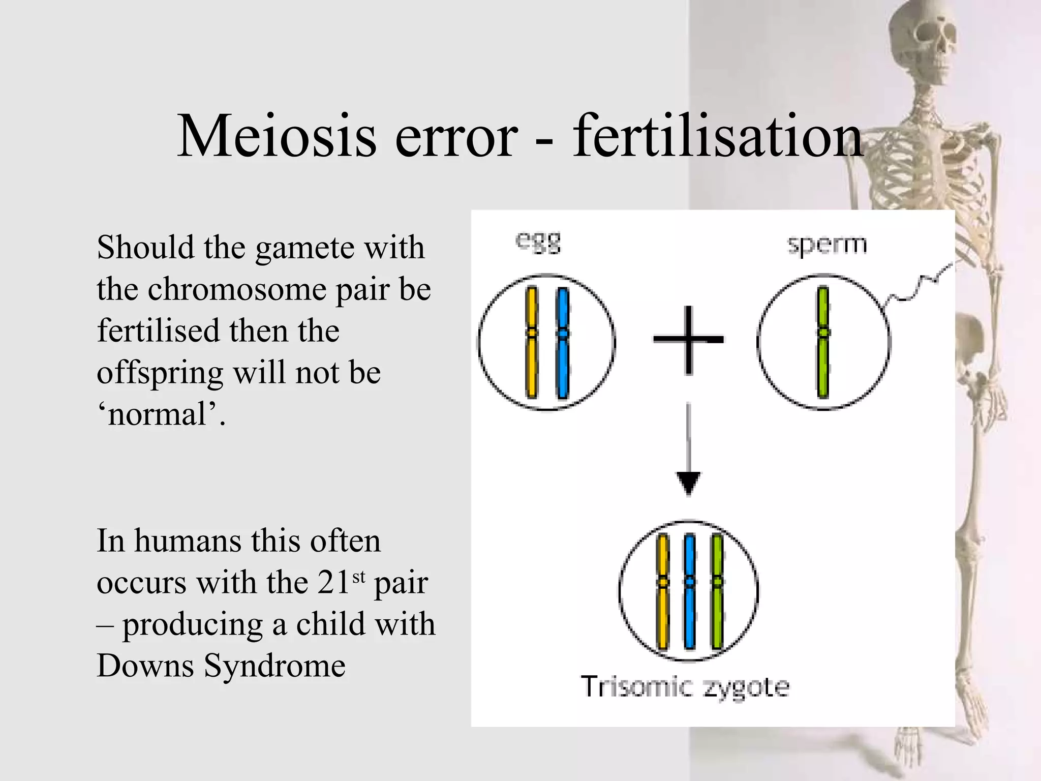 Meiosis Opt Ppt