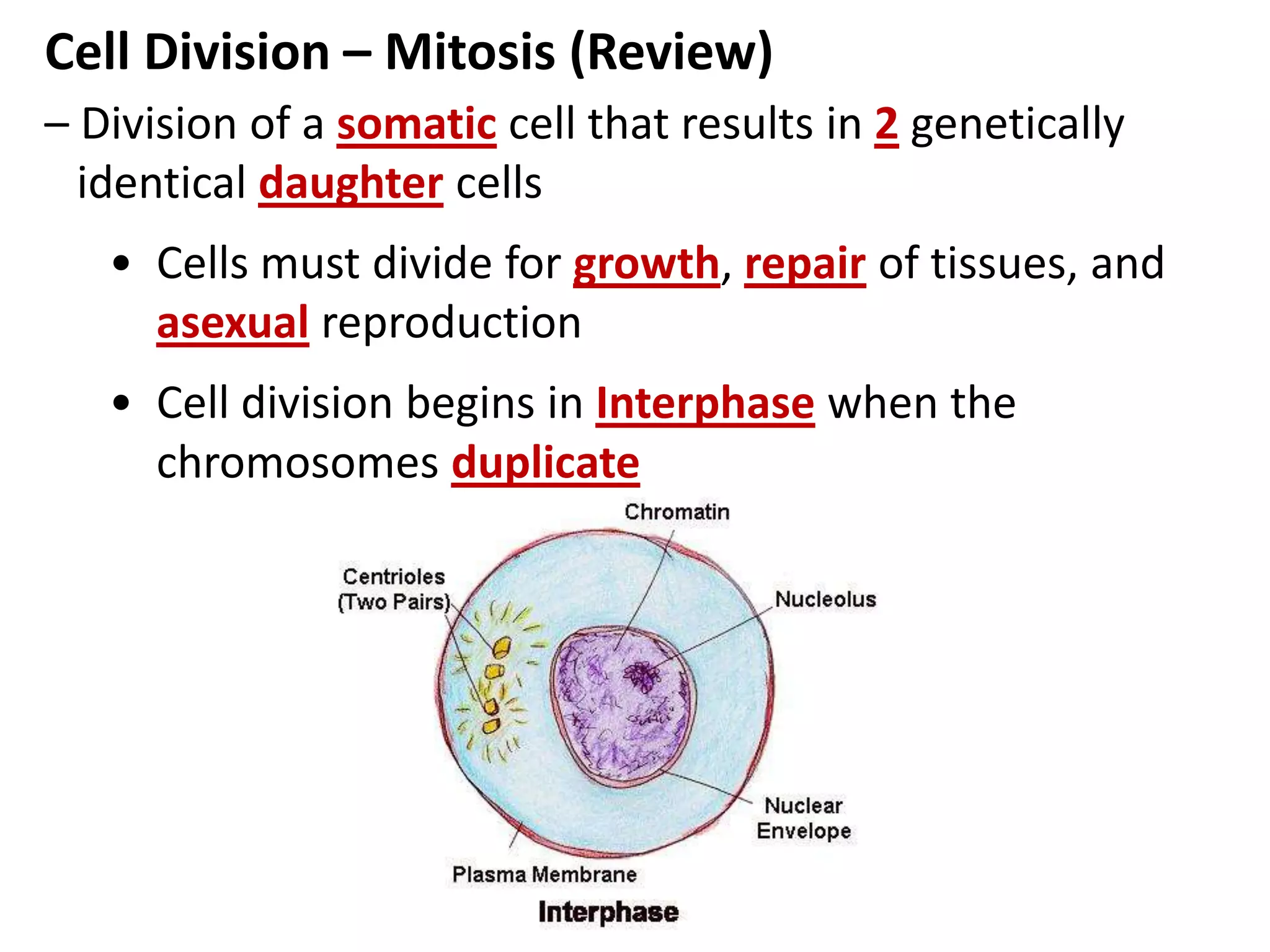 Meiosis powerpoint | PPTX | Infertility | Reproductive Health