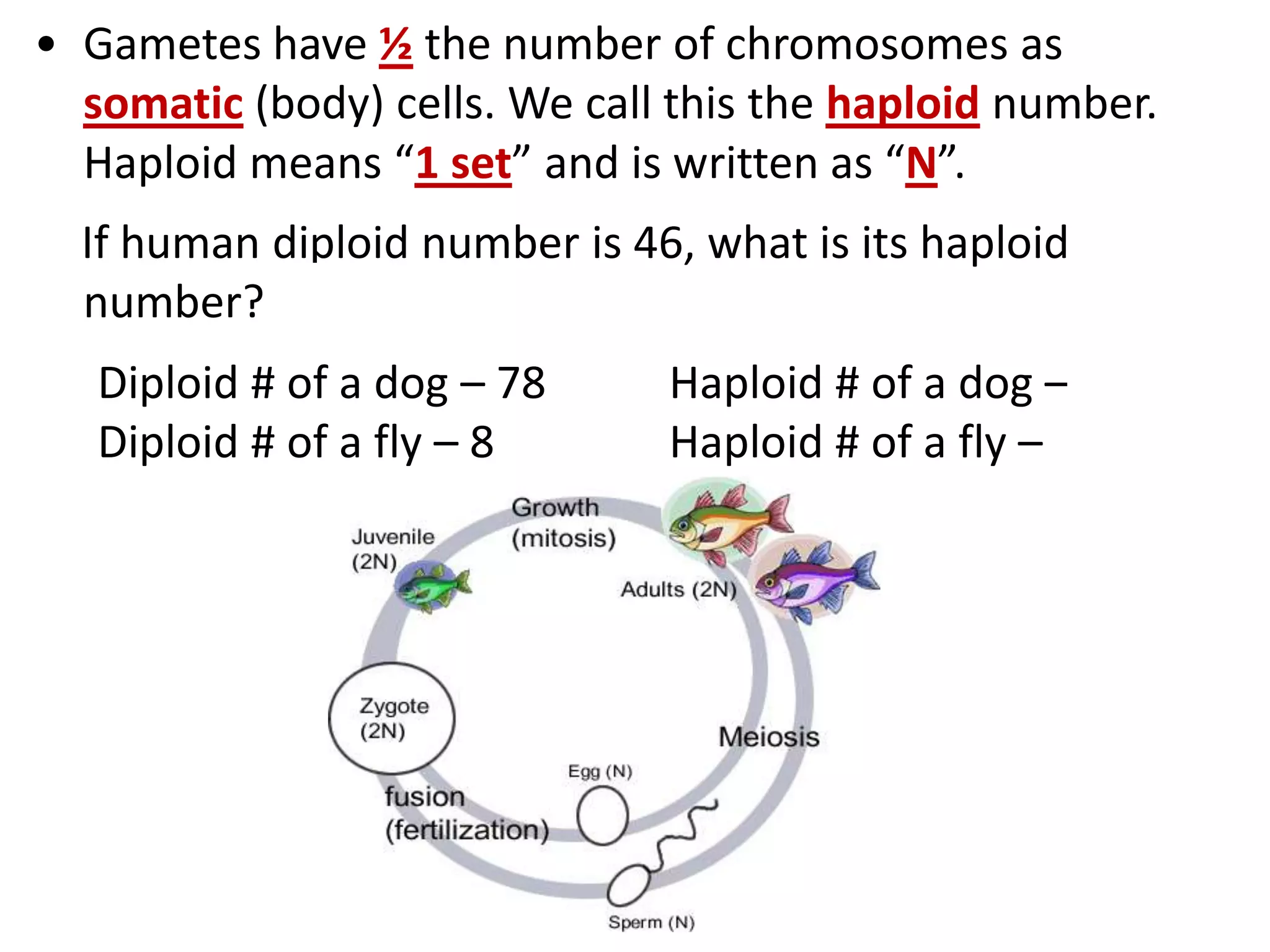 Meiosis powerpoint | PPTX | Infertility | Reproductive Health