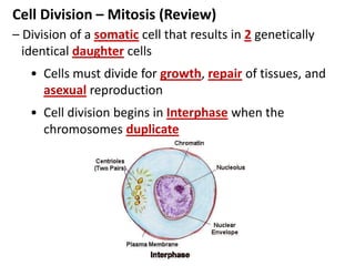 Meiosis powerpoint | PPTX | Infertility | Reproductive Health