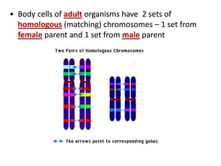 Meiosis powerpoint | PPTX | Infertility | Reproductive Health