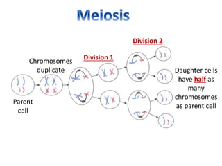 Meiosis powerpoint | PPTX