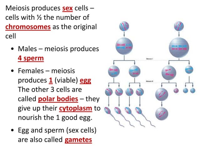 Meiosis powerpoint | PPTX | Infertility | Reproductive Health