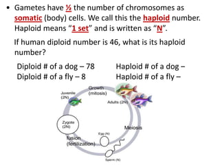 Meiosis powerpoint | PPTX | Infertility | Reproductive Health
