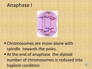 Meiosis | PPTX