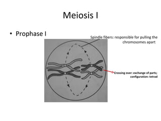 Meiosis ppt | PPT